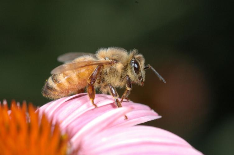 Scientists on quest for the ultimate Canadian honeybee