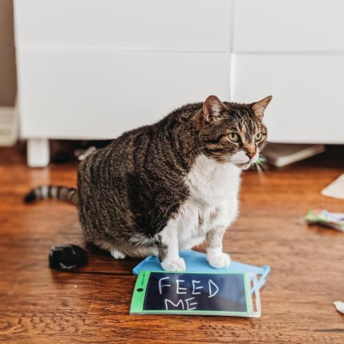 Lessons to be learned about pet nutrition from fat cat Hercules