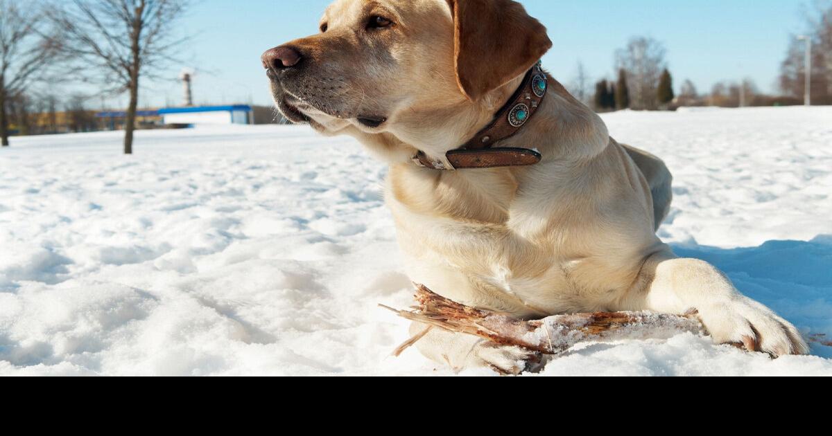 Look to the root of snapping at other dogs