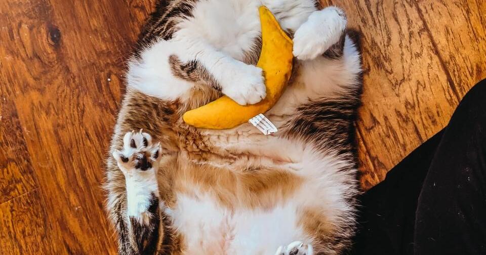 Lessons to be learned about pet nutrition from fat cat Hercules