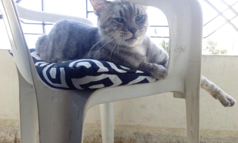 Syrian refugees reunited with ‘grumpy cat’ they were forced to leave behind