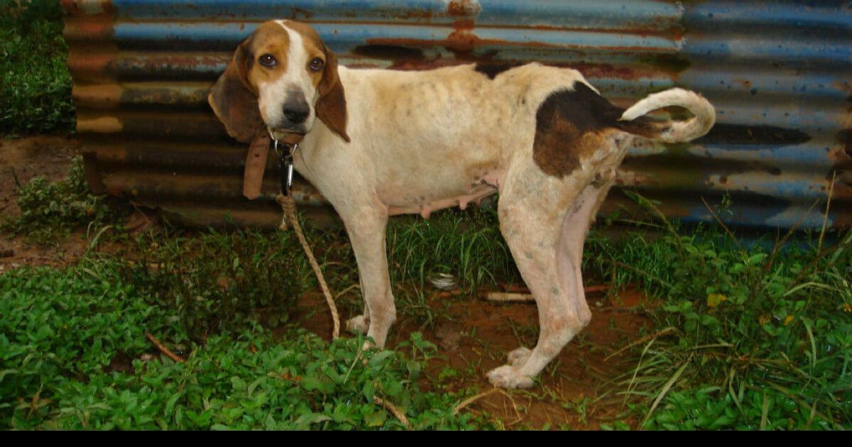 Ottawa man mounts campaign to help Costa Rican dogs