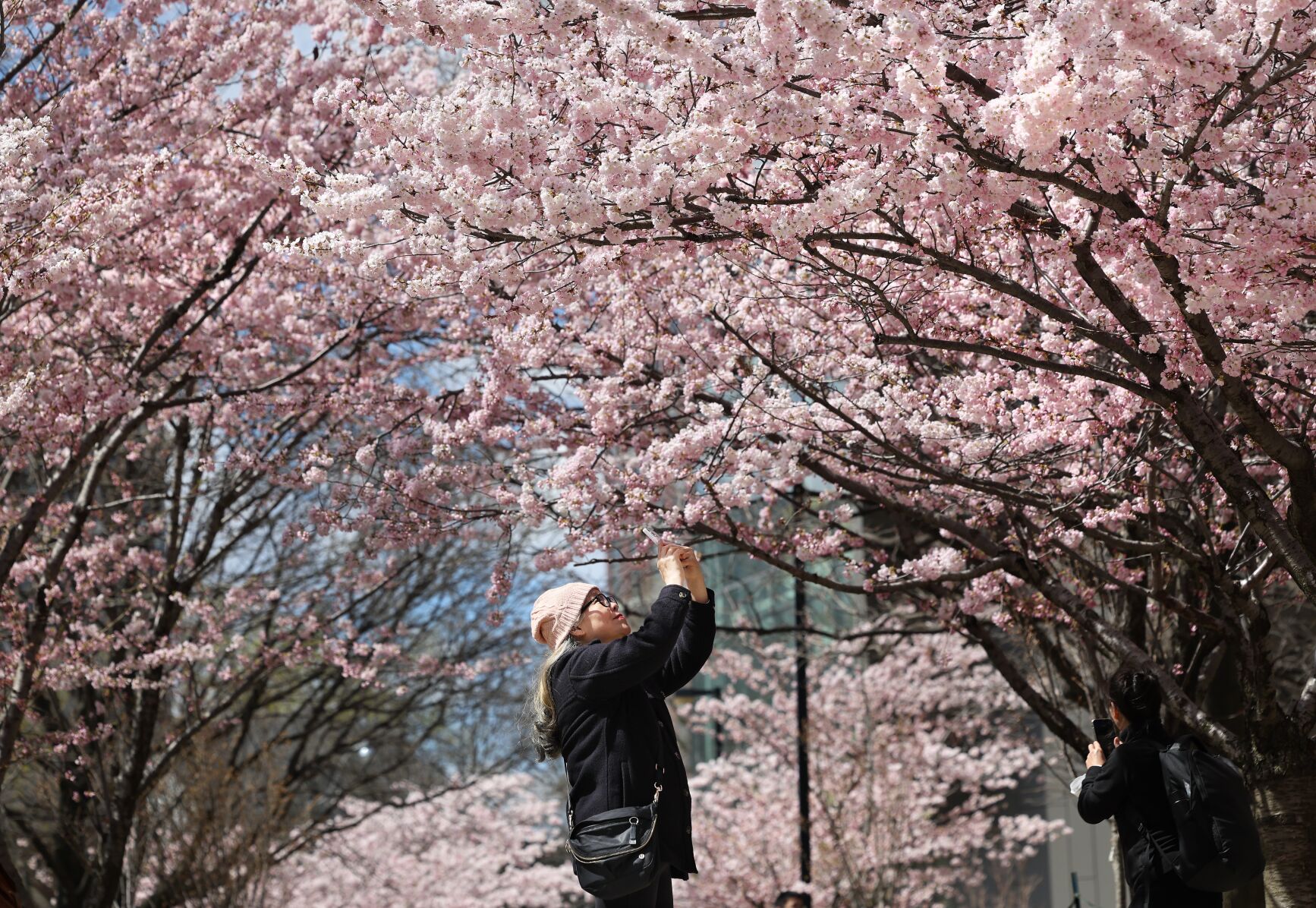 Toronto cherry blossoms are in full bloom