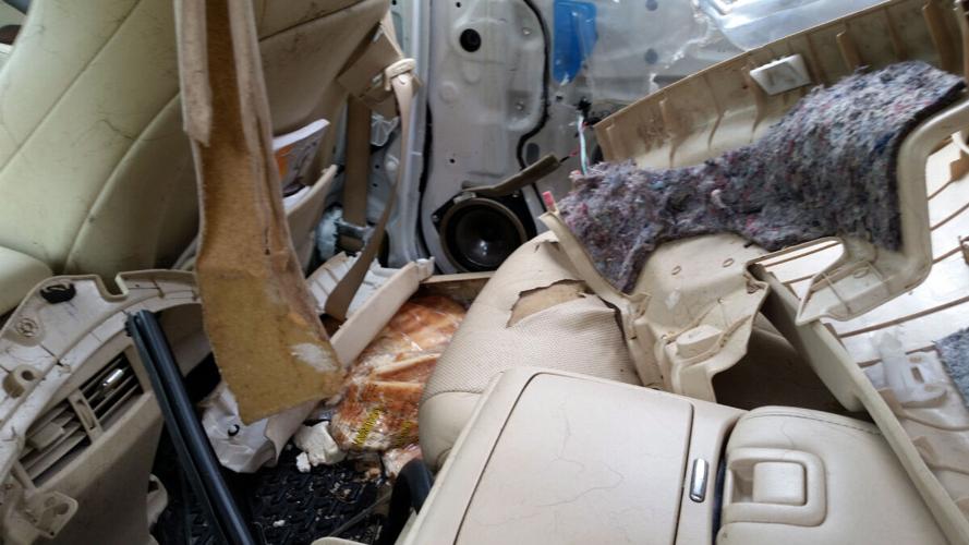 Hungry bear rips apart car in West Vancouver