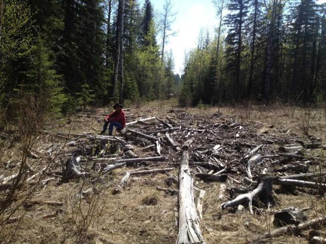 Indigenous trappers are stewards of the land, but B.C. laws are failing ...