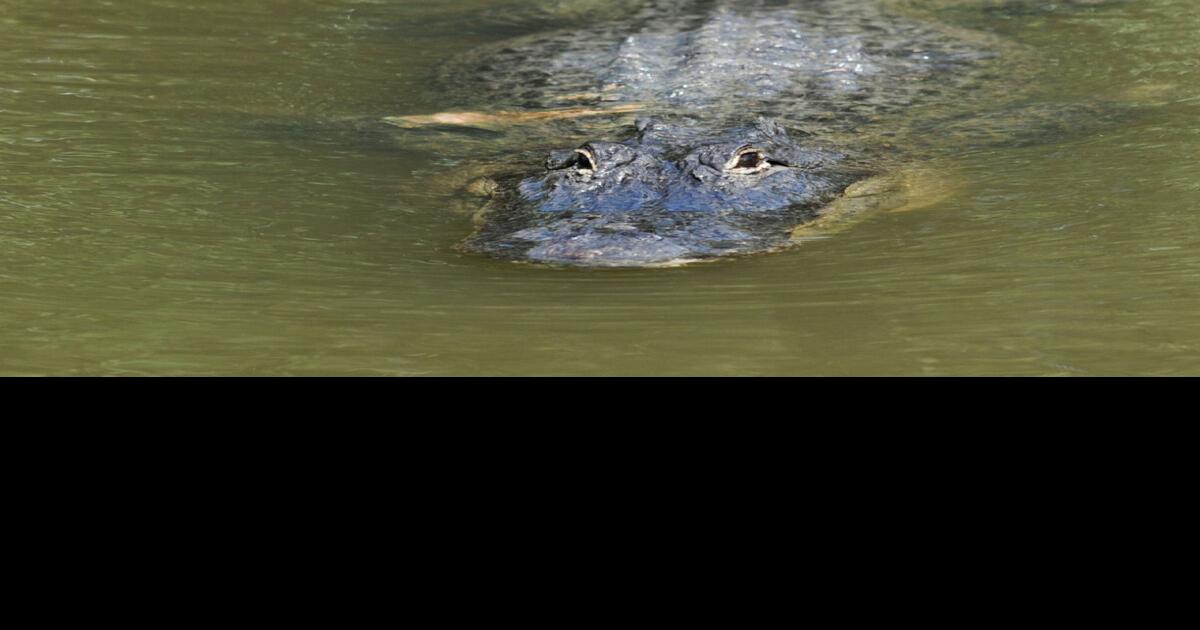 Pot-protecting alligators greet police at the door