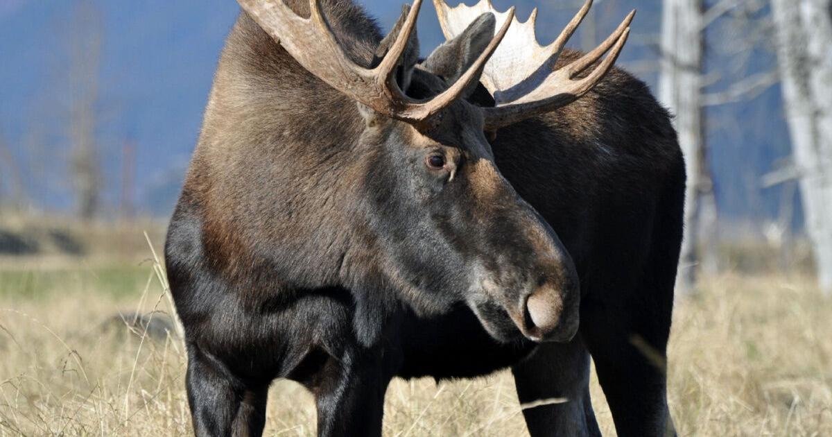 Parents demand answers after students tricked into chewing moose droppings