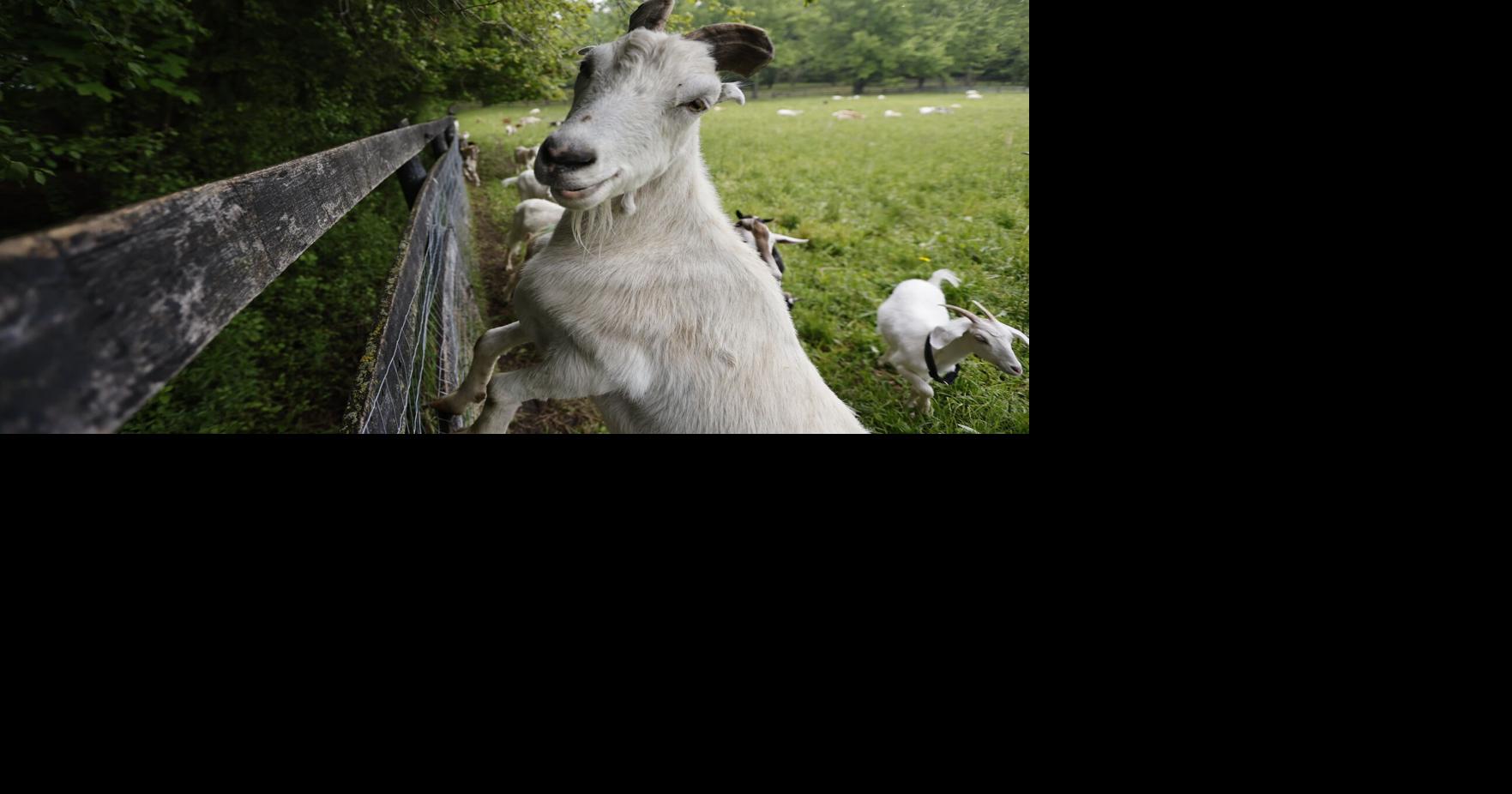 Goats baa-ack in Toronto to graze on invasive plants