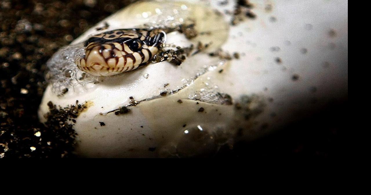 US: Protect Louisiana, Texas land for rare burrowing snake