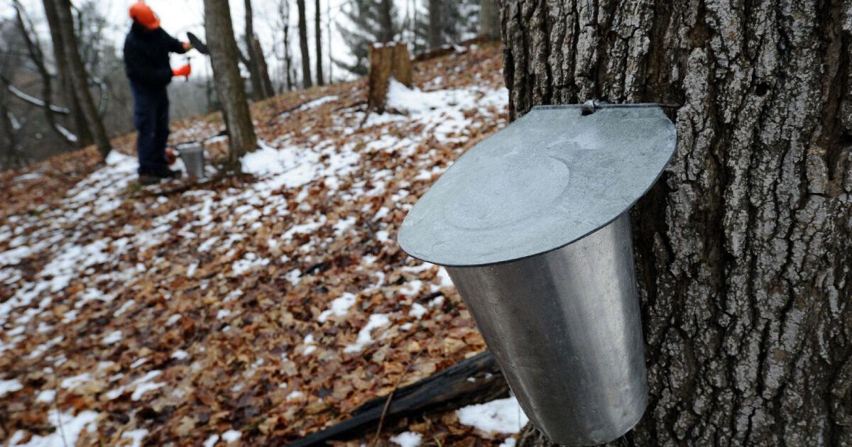 Greater Toronto’s deep freeze may sap maple syrup season