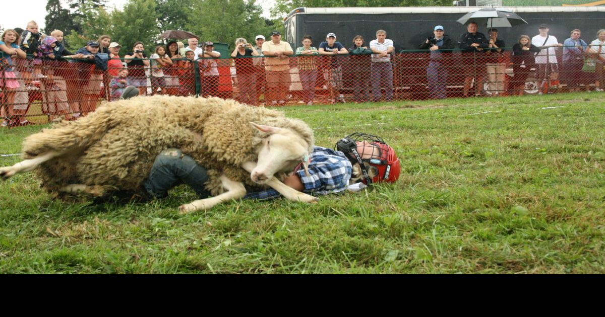Busting their (lamb) chops: Rodeo for kids at the Port Perry fair