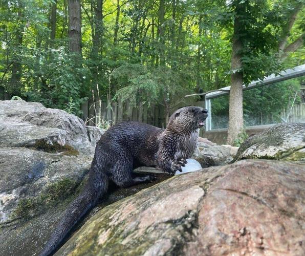 Toronto Zoo says goodbye to otter Talise