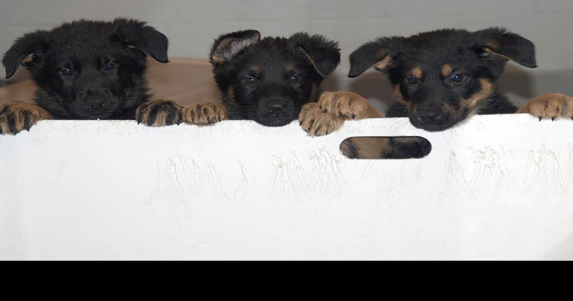 10 RCMP Puppies get names