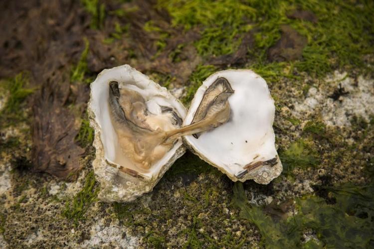 Canada’s top oyster growing region widely contaminated by microplastics