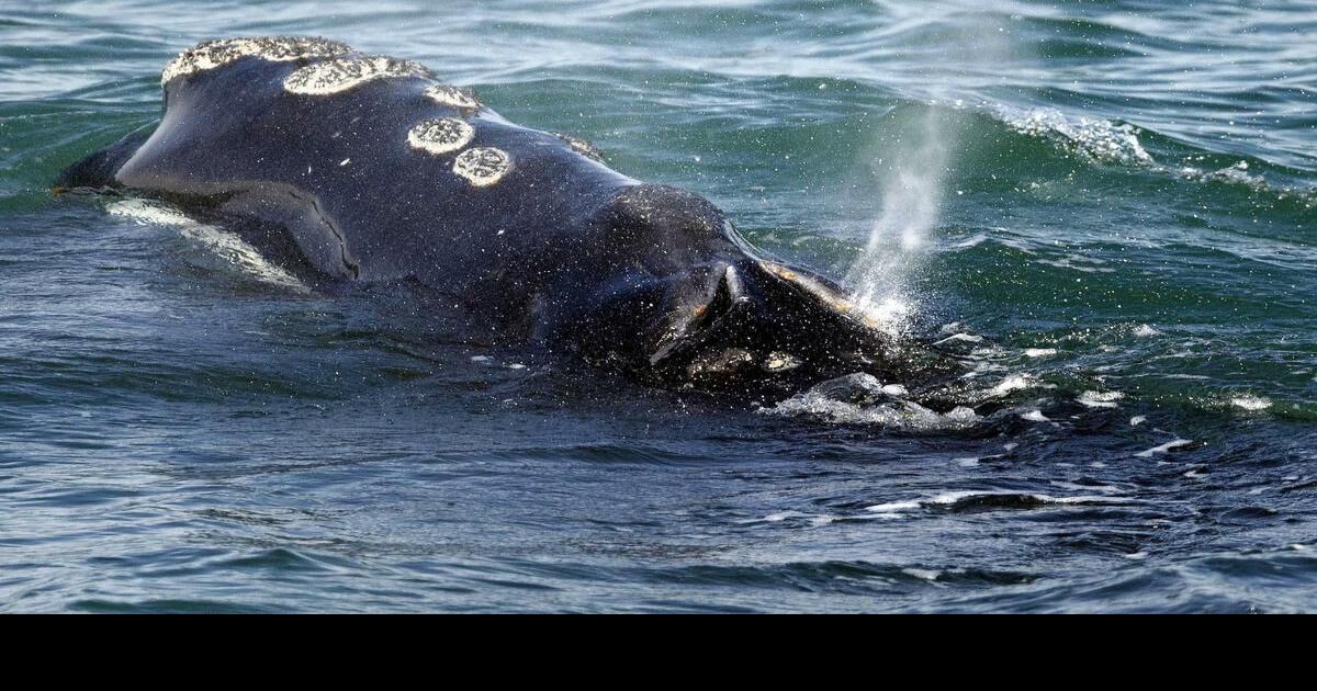 Three endangered North Atlantic right whales found entangled in ropes
