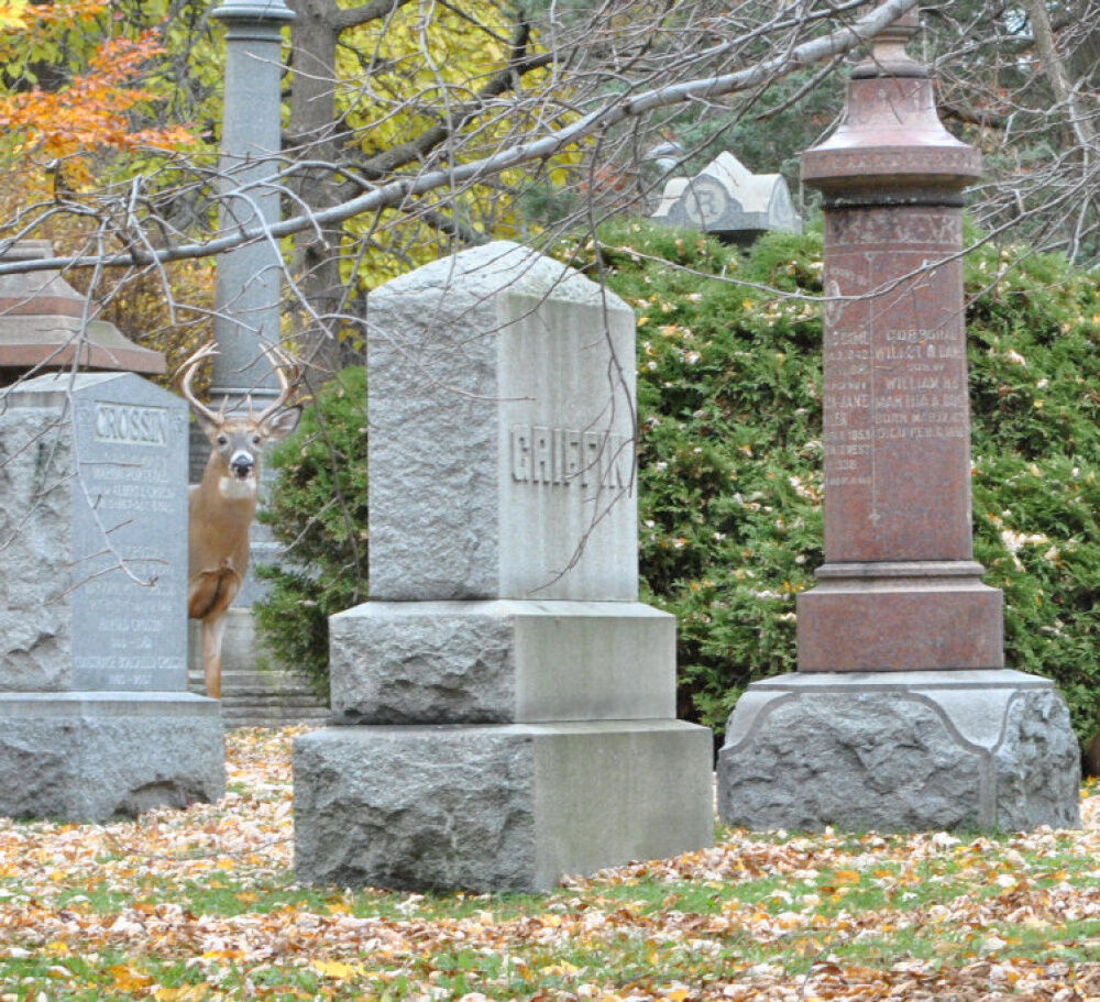 Burial vs cremation: The options