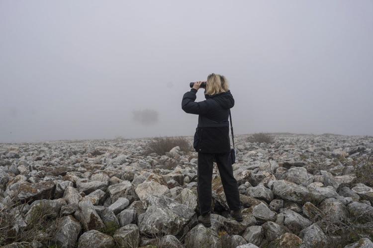 An unlikely symbol of cooperation, the barn owl brings Arab and Israeli ...