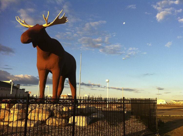‘Tallest moose’ war becomes battle of bands as Canadians answer ...