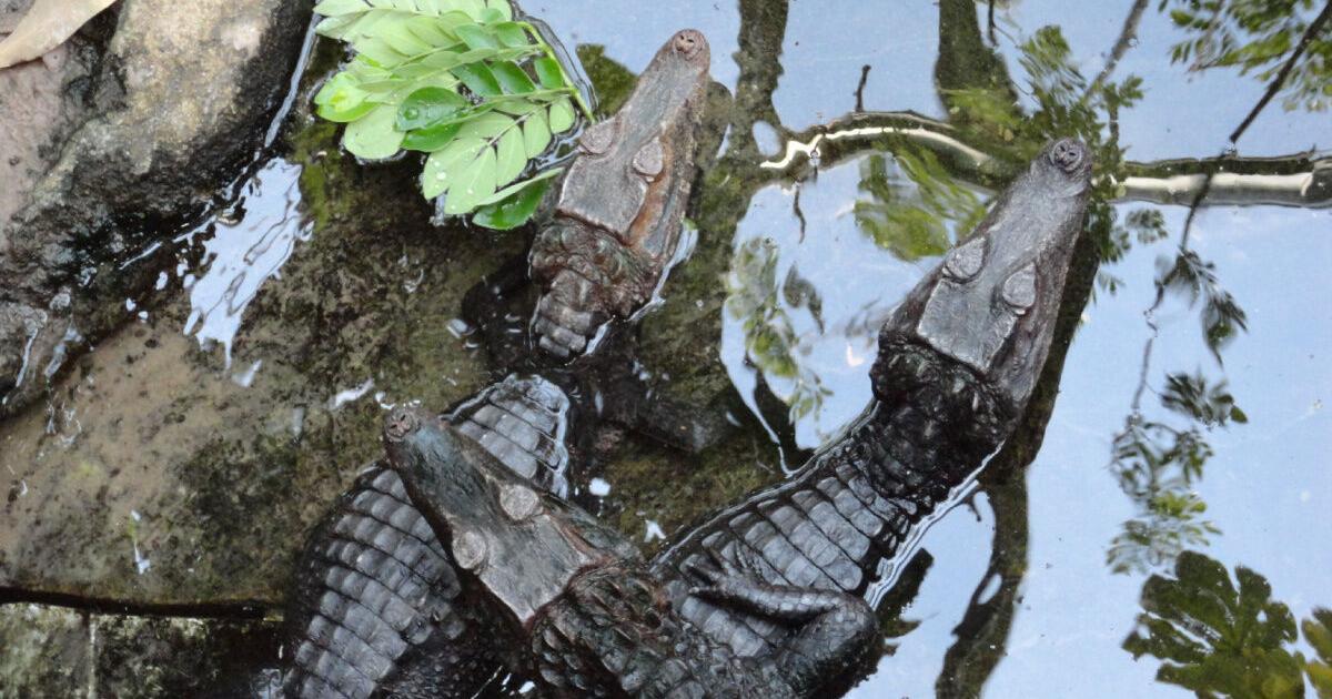 Caiman crocodiles among critters seized from Quebec home