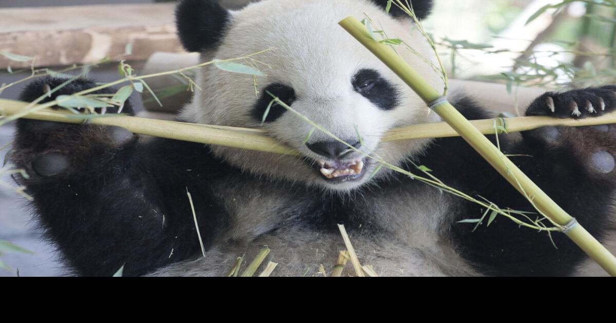 Chinese president presents 2 giant pandas to Berlin zoo