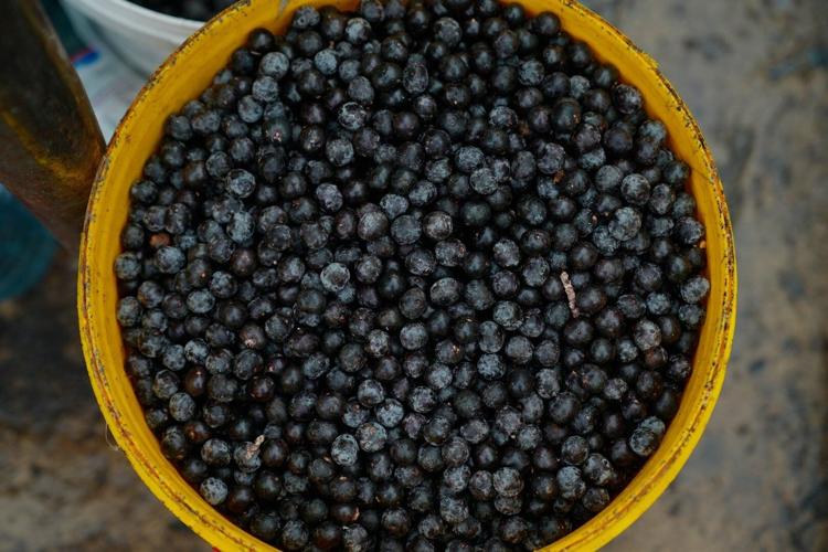 Traditional acai berry dishes surprise visitors to Brazil climate ...