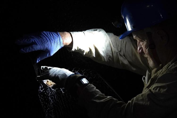 After helping prevent extinctions for 50 years, the Endangered Species ...