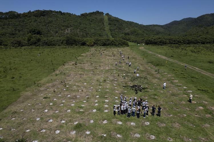 Saving Brazil's golden monkey, one green corridor at a time