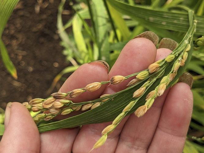 Want to grow your own rice? A step-by-step guide for adventurous gardeners