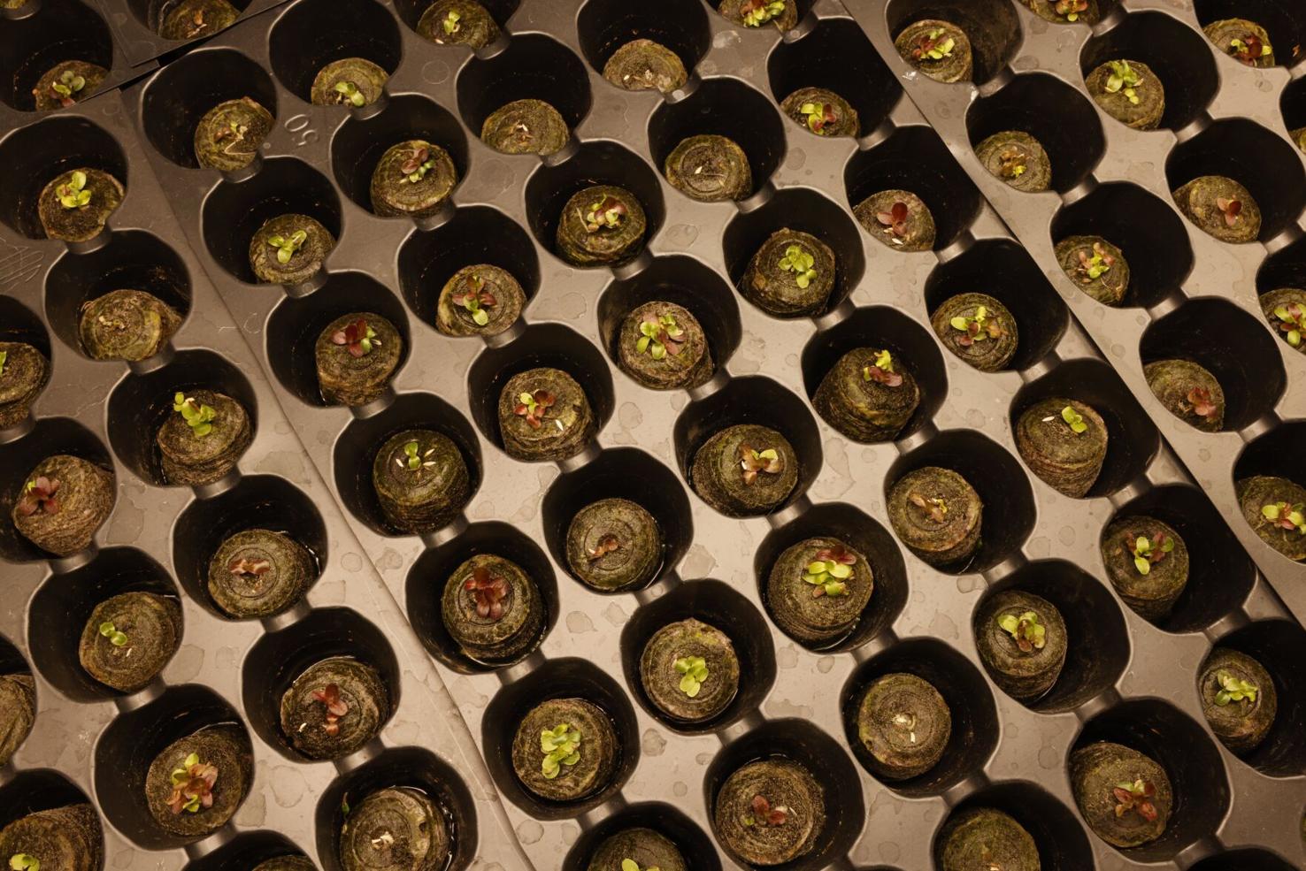 The underground farm hiding in this Toronto parking garage