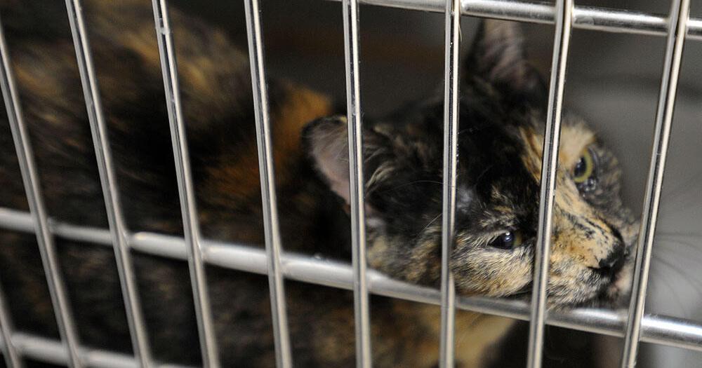 Fewer animals adopted after raid