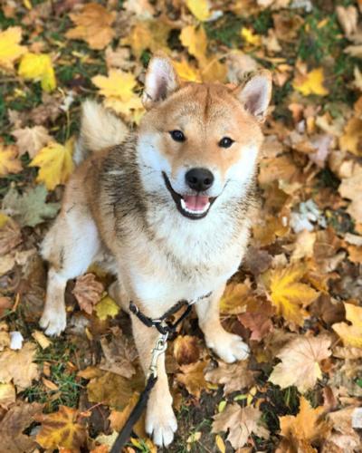 Van carrying 16 stolen dogs found, say Toronto police