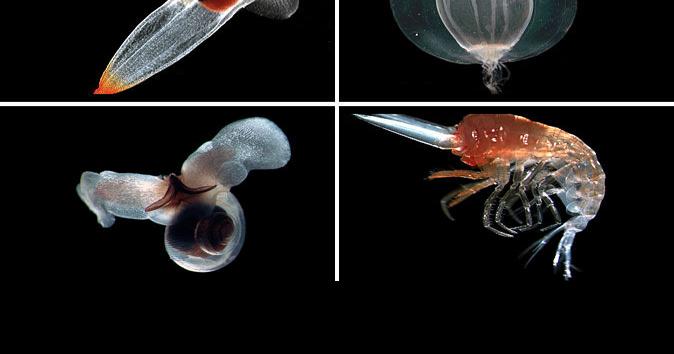 'Astonishing' sea life unveiled in polar survey