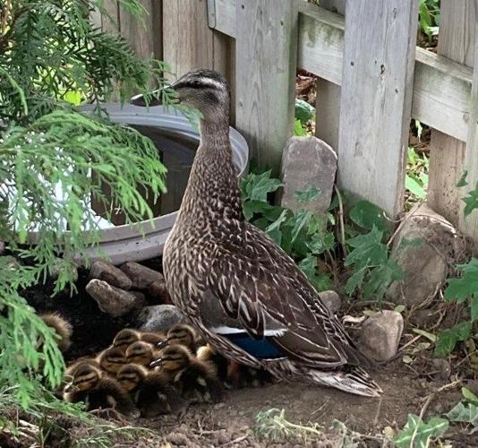 Meet Pond, James Pond — and Quackie Chan, Duck Norris, Quack Sparrow ...