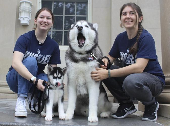 UConn introduces Siberian husky pup Jonathan XV as the school’s next mascot