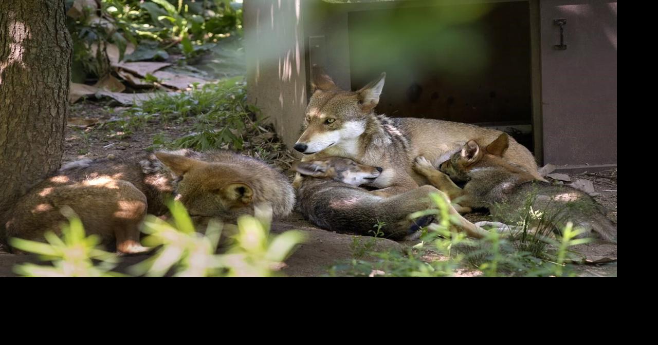 Takeaways from AP’s reporting on efforts to restore endangered red ...