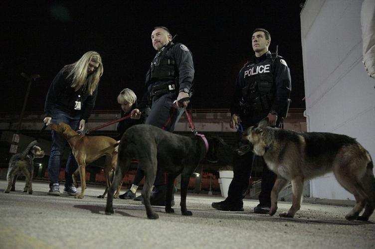 Van carrying 16 stolen dogs found, say Toronto police