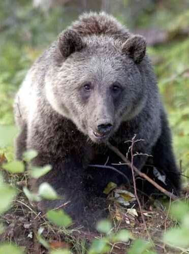 Grizzlies make a comeback in Manitoba