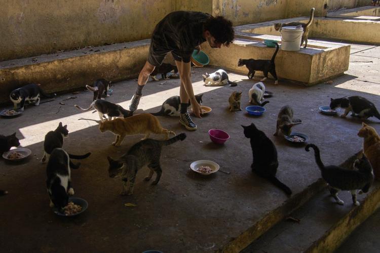 Cuban animal lovers struggle to feed stray cats and dogs as economic ...