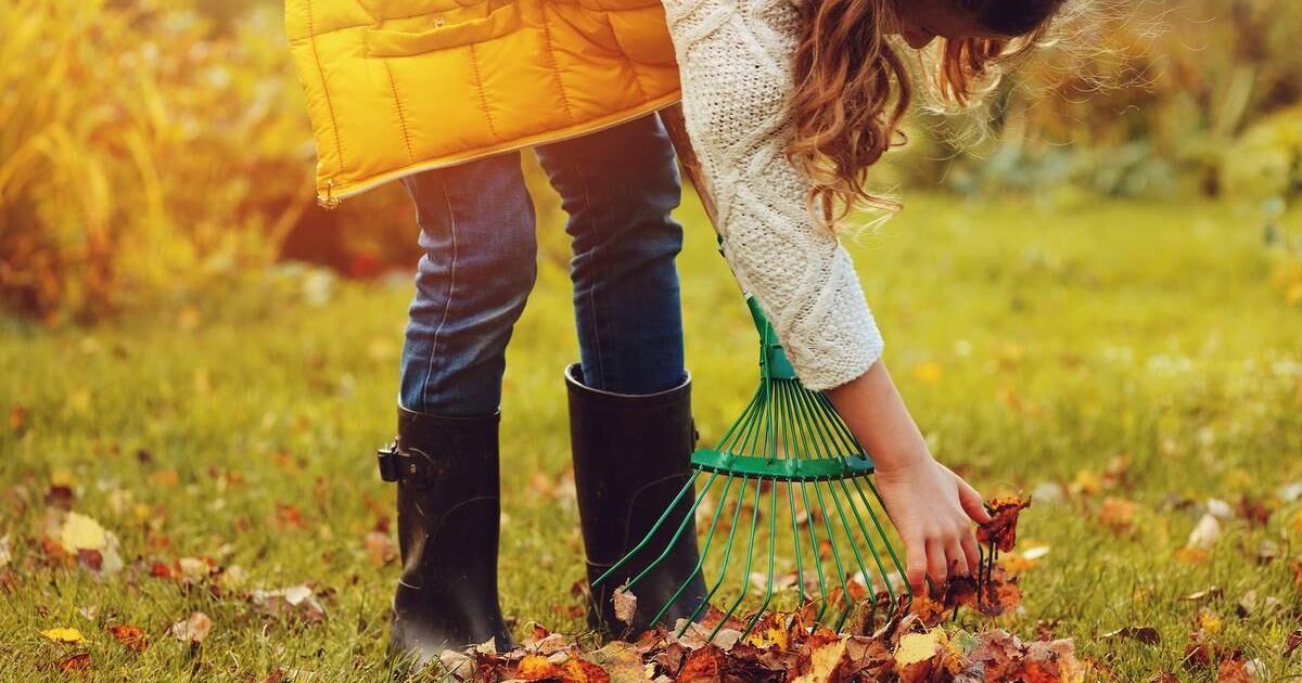 Why leaves fall — and the good deeds they do