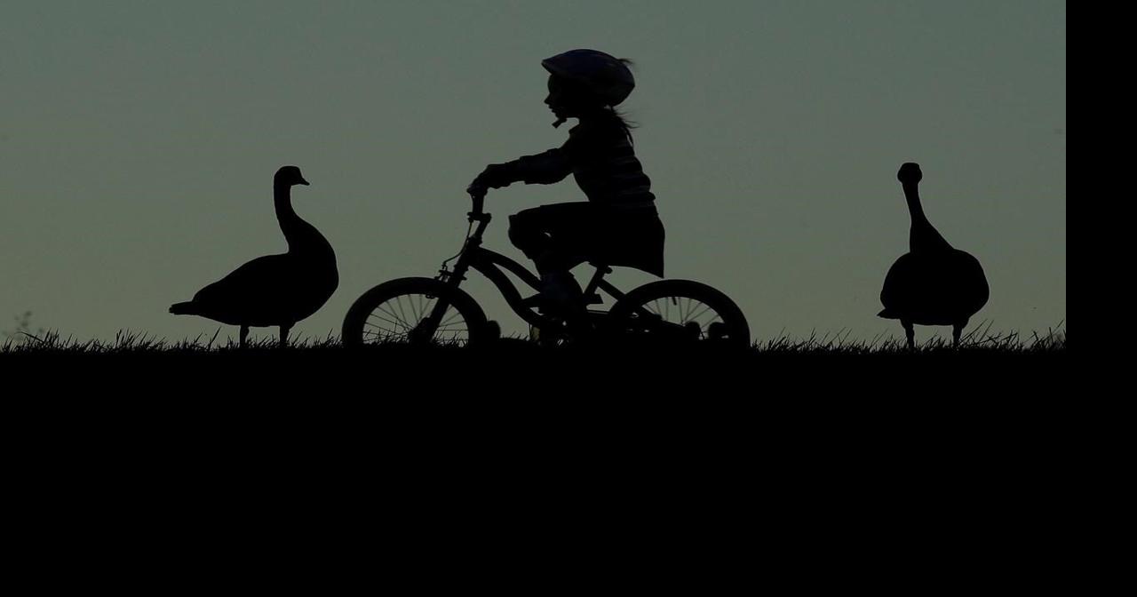 City of Moncton looking to use flashing lights to solve its goose problem