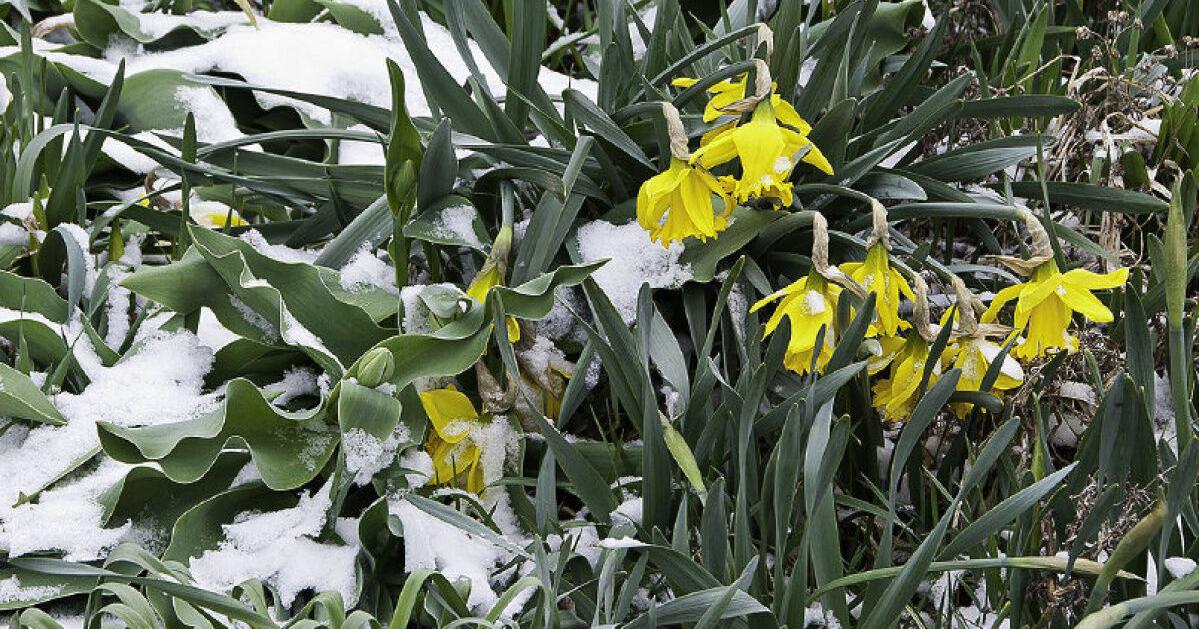 Droopy daffodils and other victims of weird weather patterns