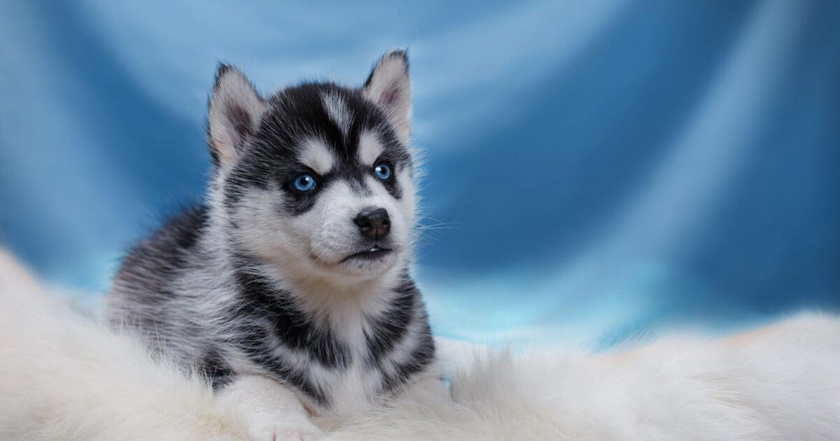 Beware of fake dogs: U.S. customers fall prey to online pet sale scams