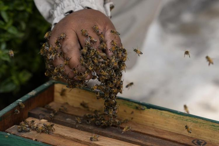 Bee 'rescuer' in Peruvian capital plies his trade with passion, free of ...