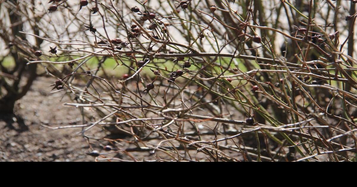 Halifax nature walk highlights overlooked urban biodiversity