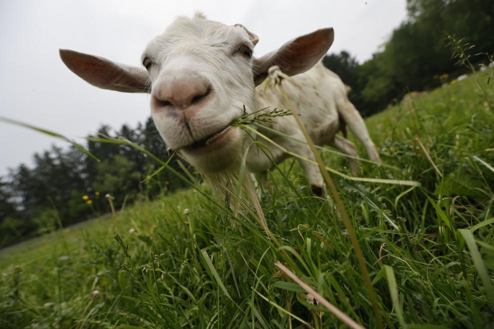 A herd of goats has important work to do in Toronto this week