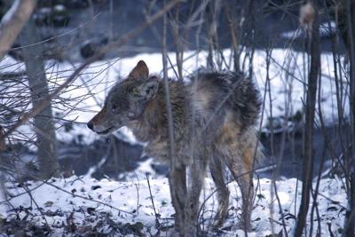 coyote attacks toronto