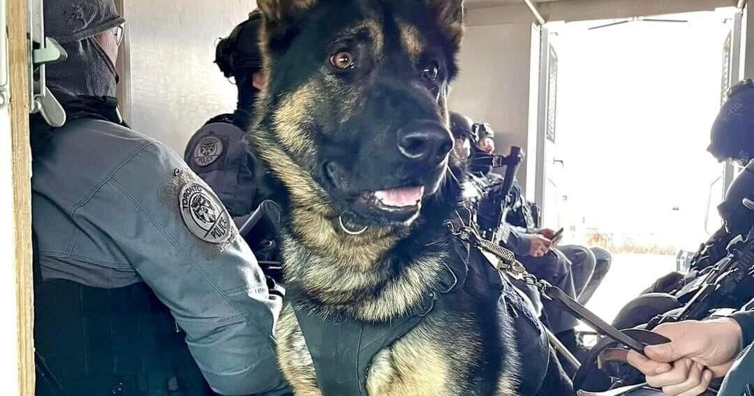 Toronto police hold memorial for Bingo the police dog