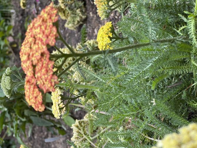 Chelsea Chop is the catchy new name for a classic gardening technique