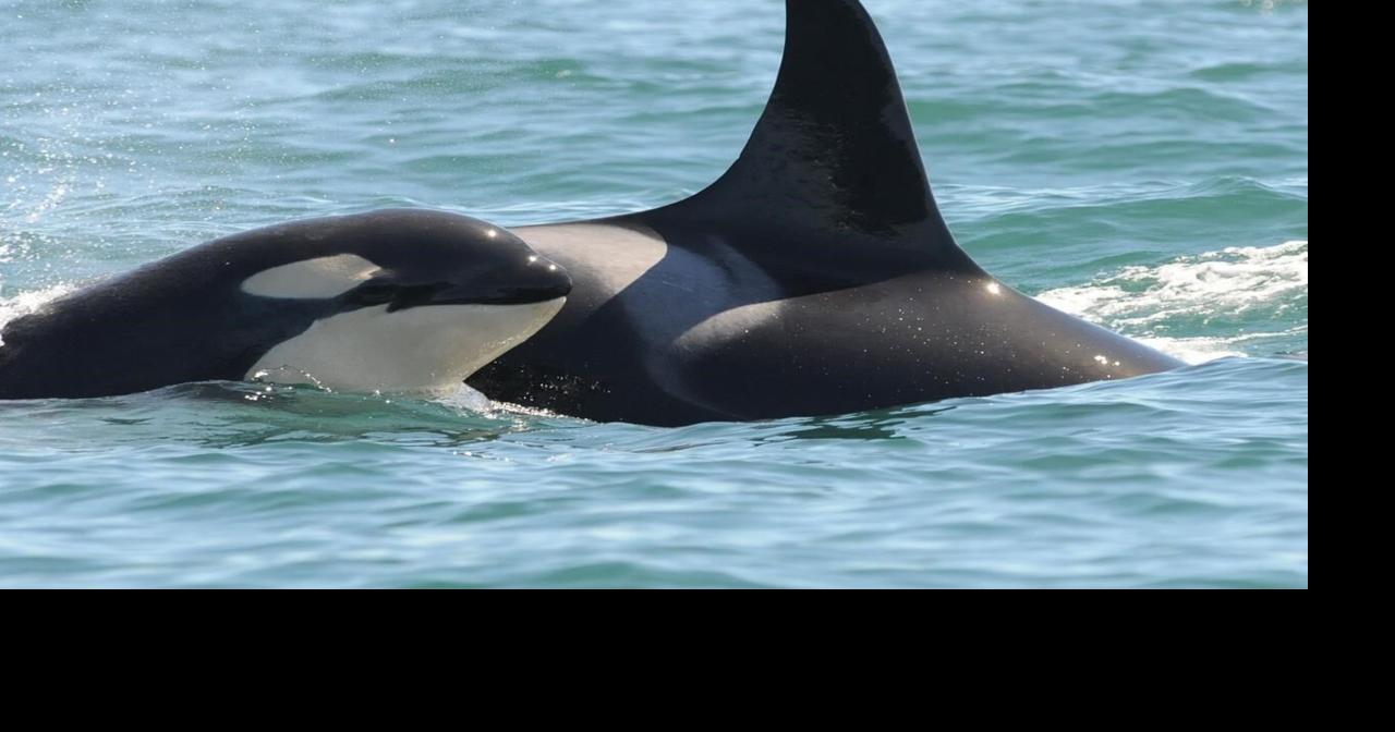 Death of endangered orca matriarch off B.C. could threaten whole pod ...