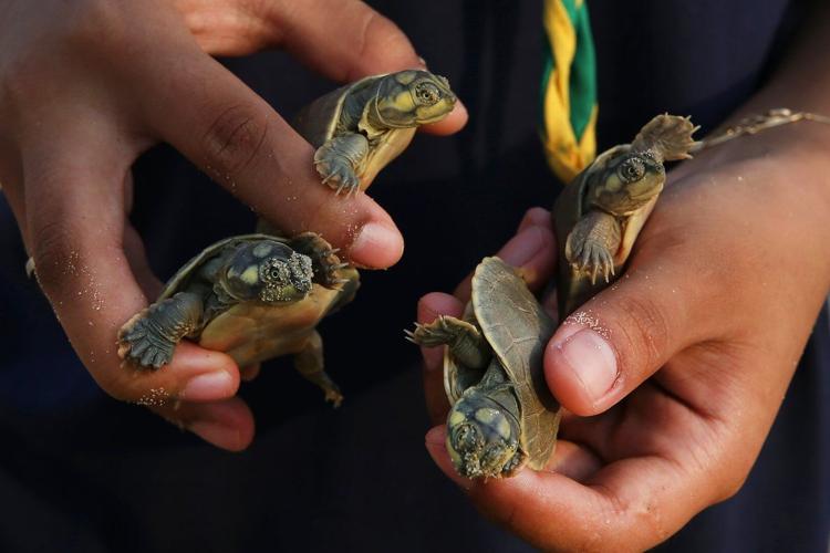 Photos show release of giant Amazon river turtle hatchlings in key ...